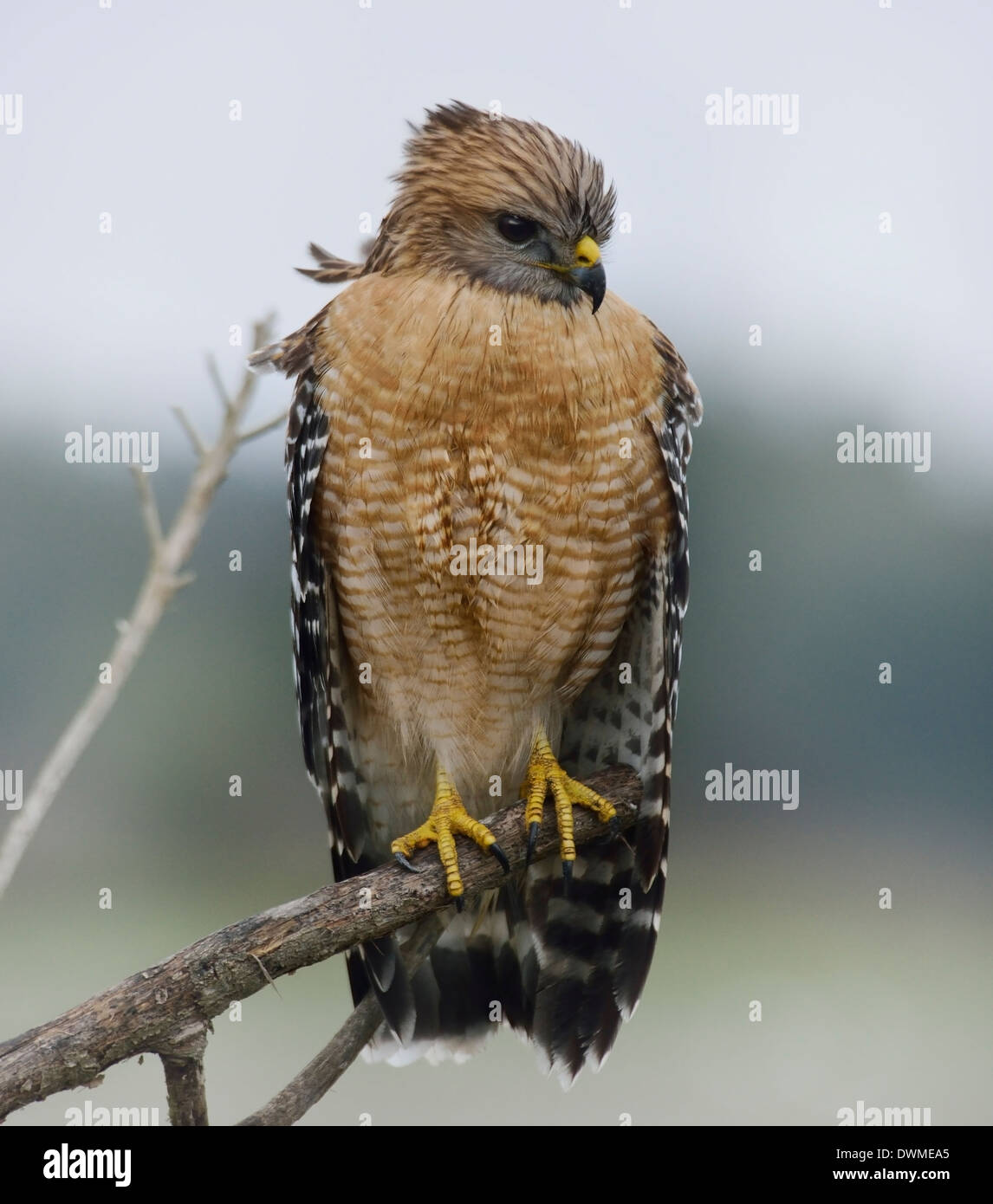 Circle b bar reserve hi-res stock photography and images - Alamy