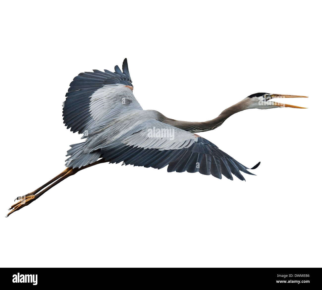 Great Blue Heron In Flight Isolated On White Stock Photo - Alamy