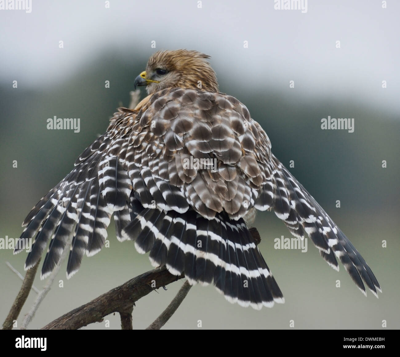 Red bar florida hi-res stock photography and images - Alamy
