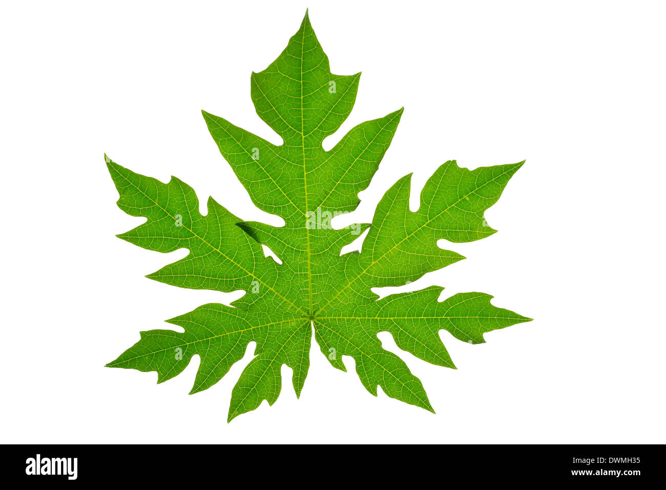 Fresh green papaya leaf Cut Out Stock Images & Pictures - Alamy