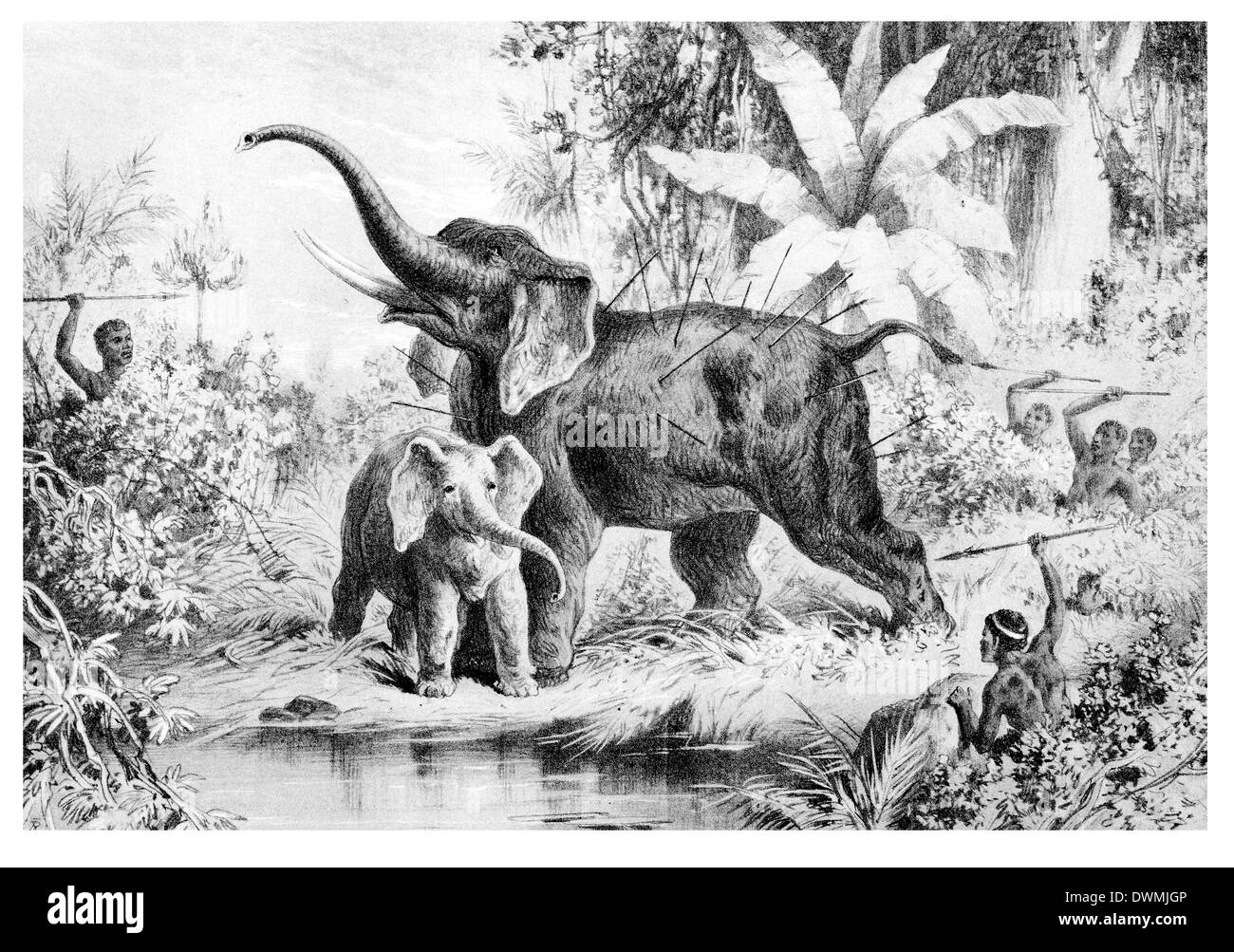 Natives spearing an elephant Stock Photo - Alamy