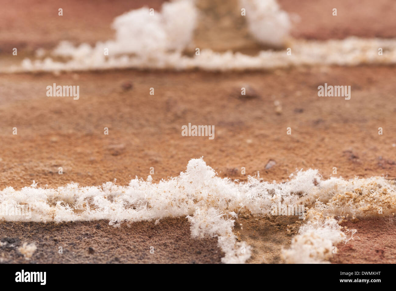 Efflorescence a powdery white salty deposit of salts that forms on the ...