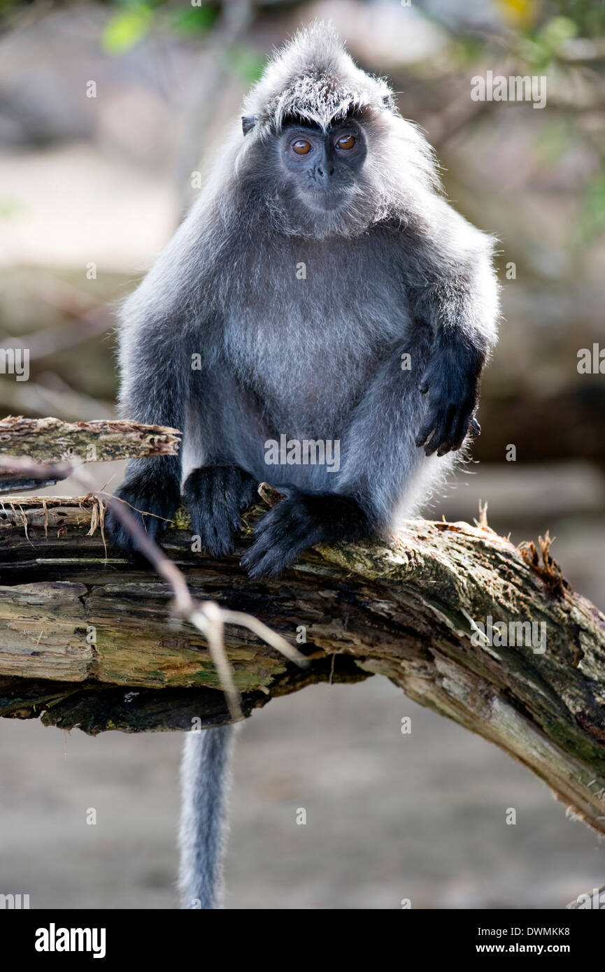 Silvered leaf monkey (Trachypithecus cristatus cristatus), Bako ...