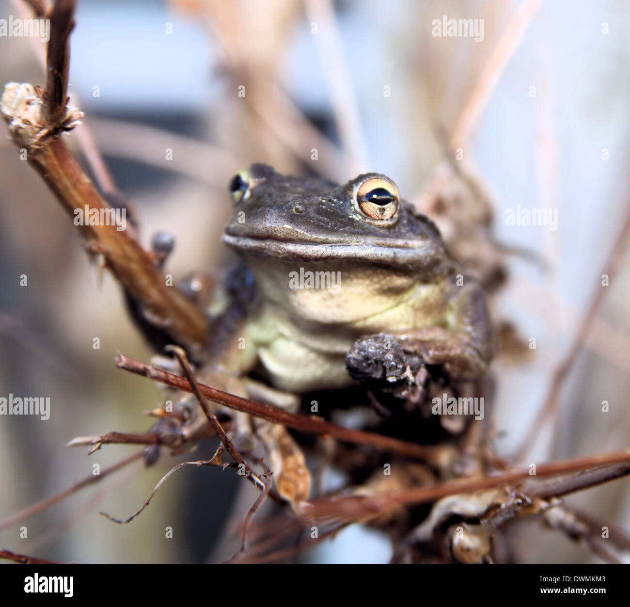 FROG LIVE ON BRANCH Stock Photo - Alamy