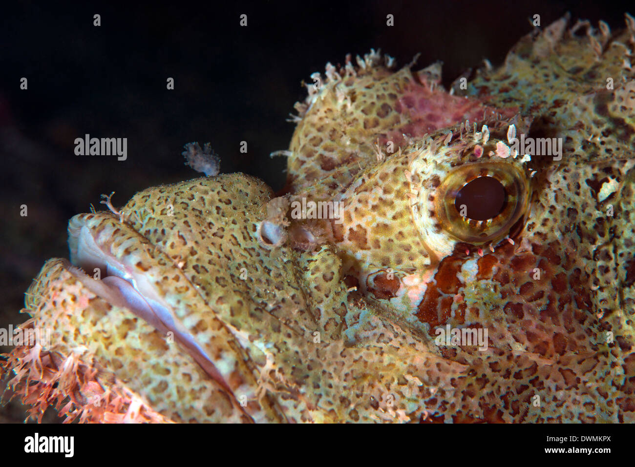 Stonefish hi-res stock photography and images - Alamy