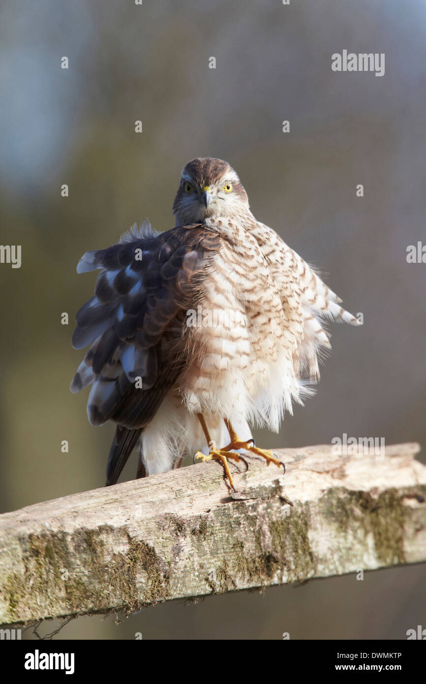 Sparrowhawk, Accipiter nisus, fluffing out its feathers and preening ...