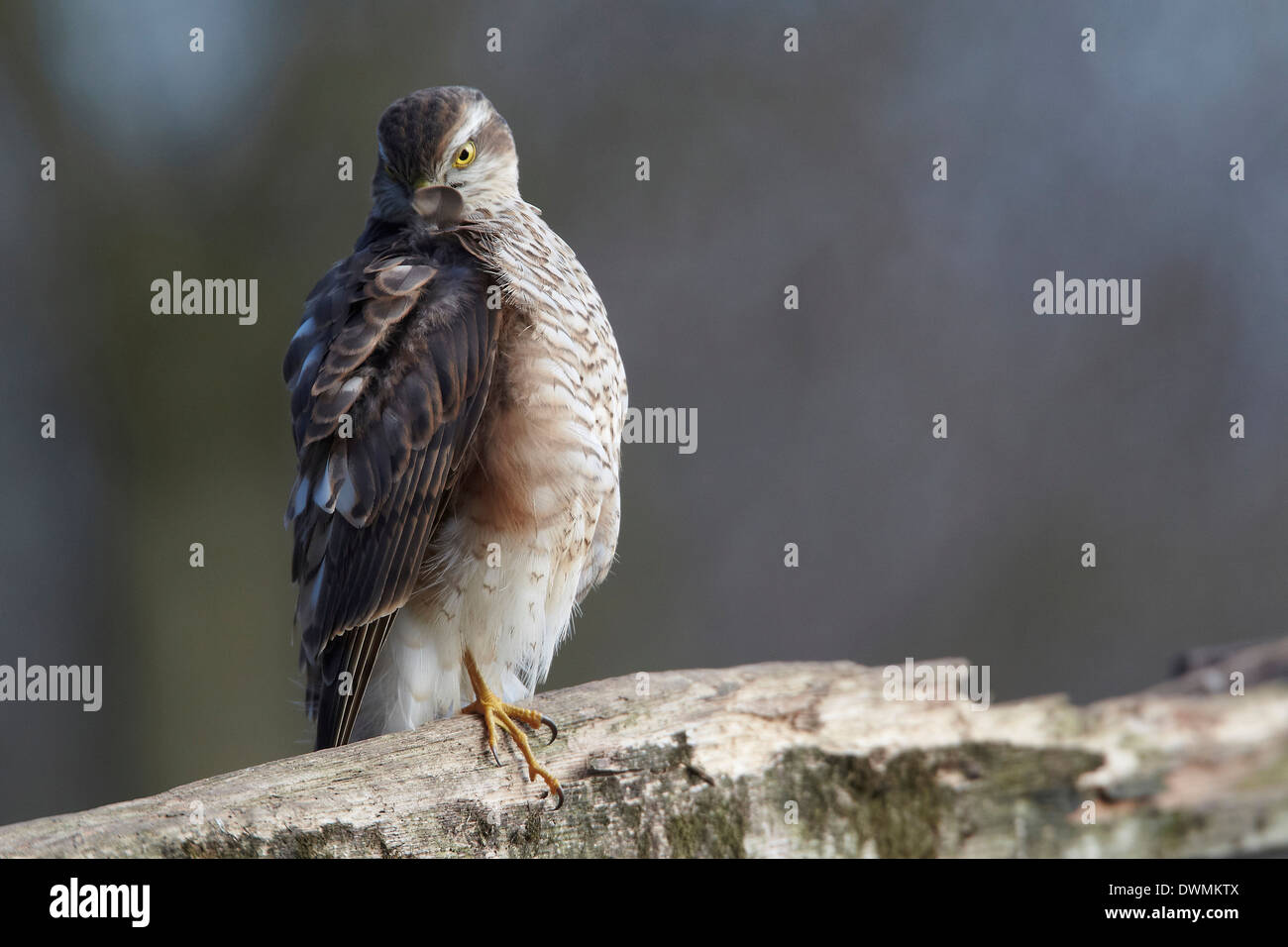 Woodland and farmland bird hi-res stock photography and images - Alamy