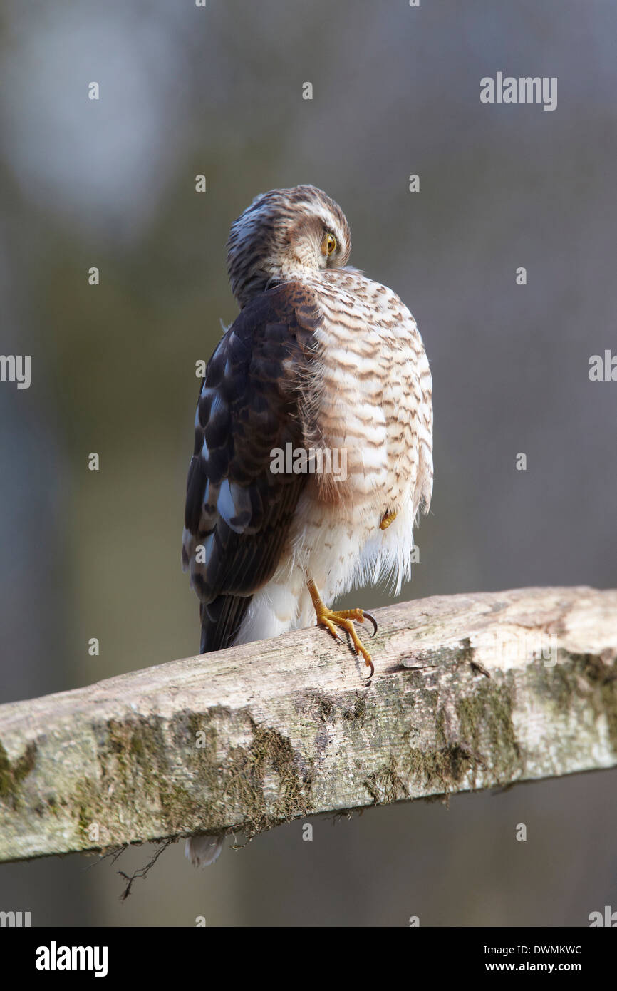 Sparrowhawk, Accipiter nisus, preening on a gate on the edge of a ...