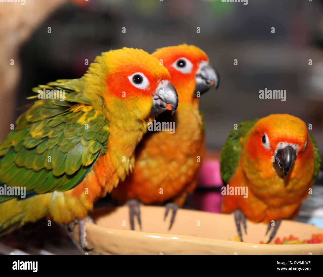 Love birds hi-res stock photography and images - Alamy