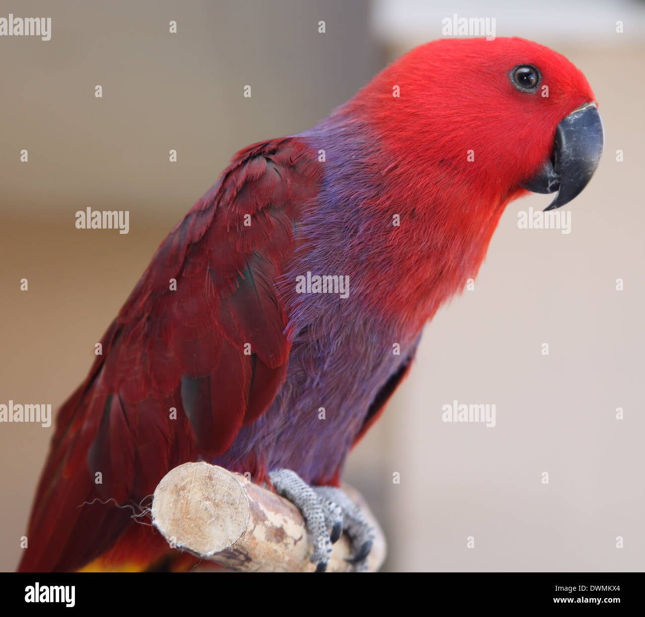 PARROT ECLECTUS FEMALE Stock Photo - Alamy