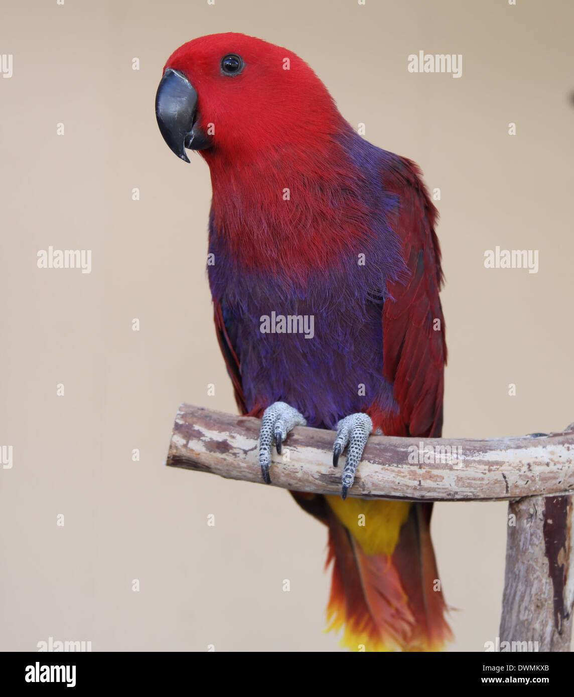 Female parrot hi-res stock photography and images - Alamy