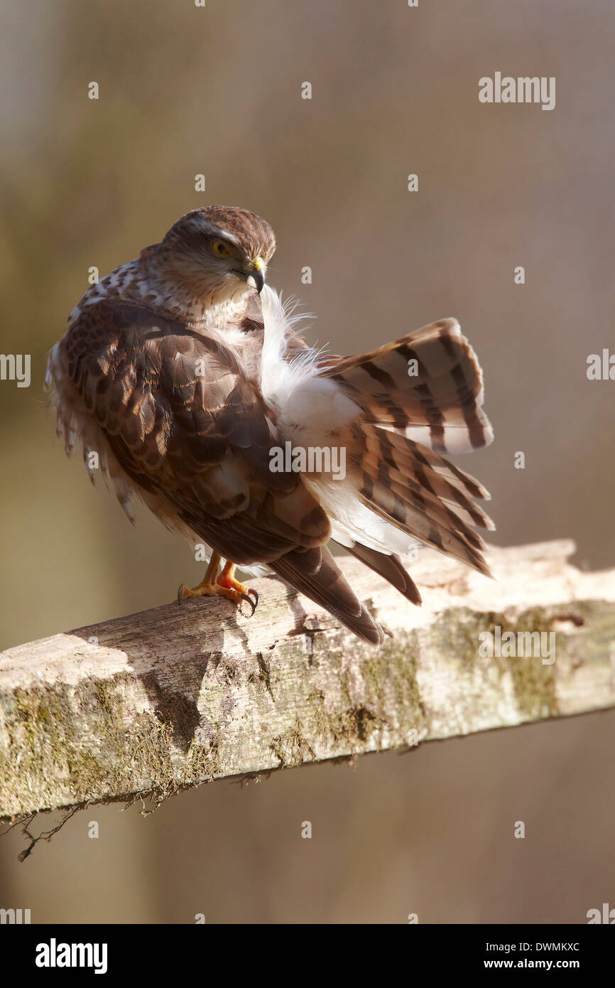 Sparrowhawk, Accipiter nisus, preening on a gate on the edge of a ...