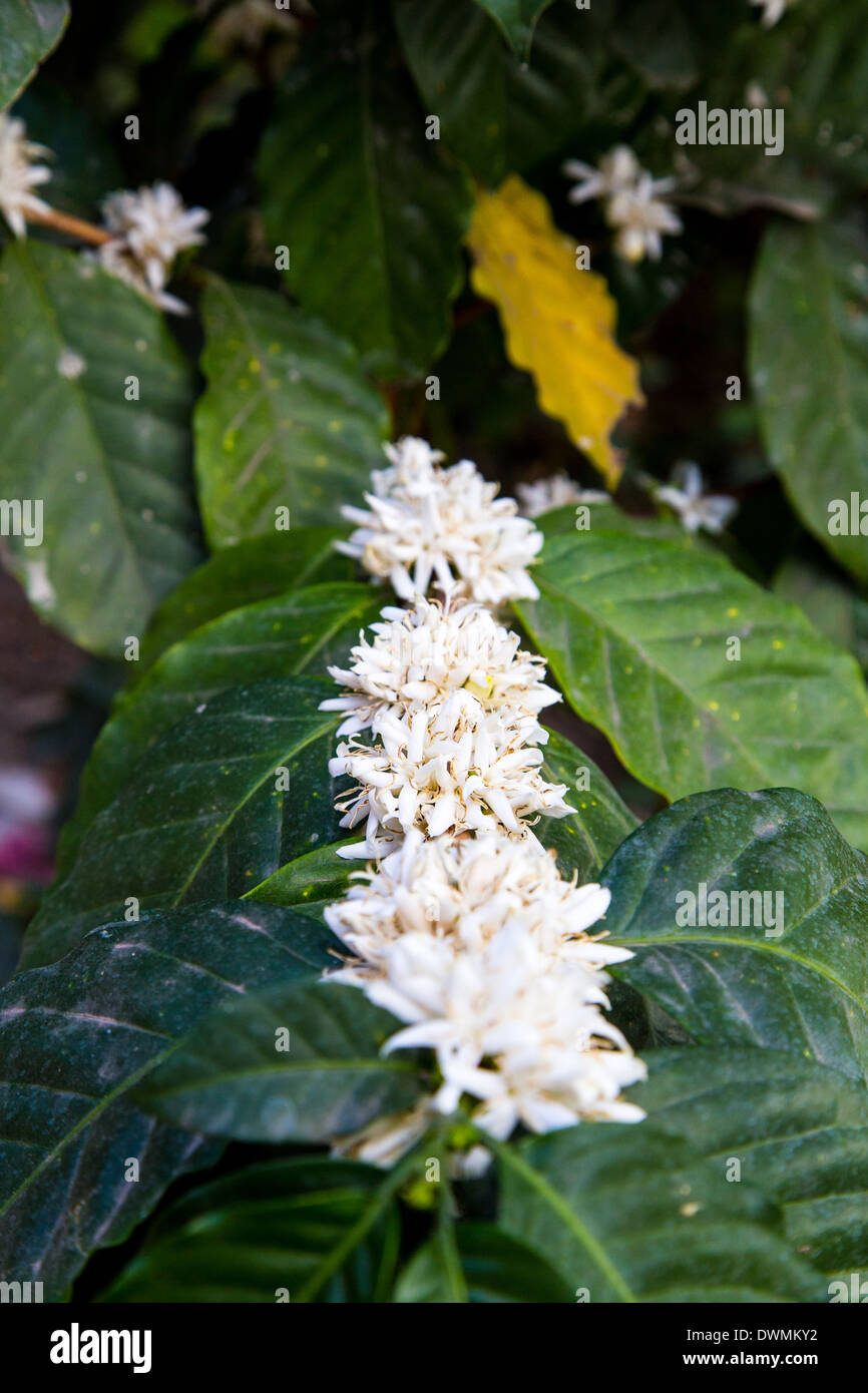 Fair trade coffee production hi-res stock photography and images - Alamy