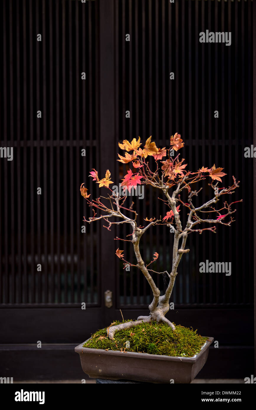 Japanese Maple Bonsai Cascade