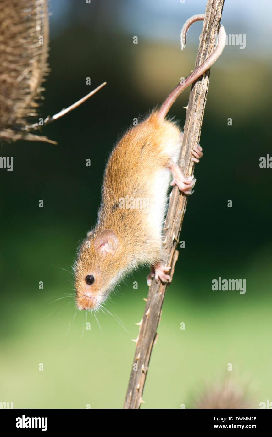 British rodent hi-res stock photography and images - Alamy
