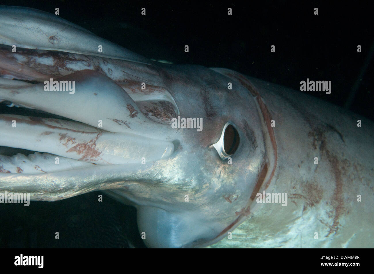 Humboldt (Jumbo) squid (Dosidicus gigas) underwater, Gulf of California, Baja California, Mexico ...