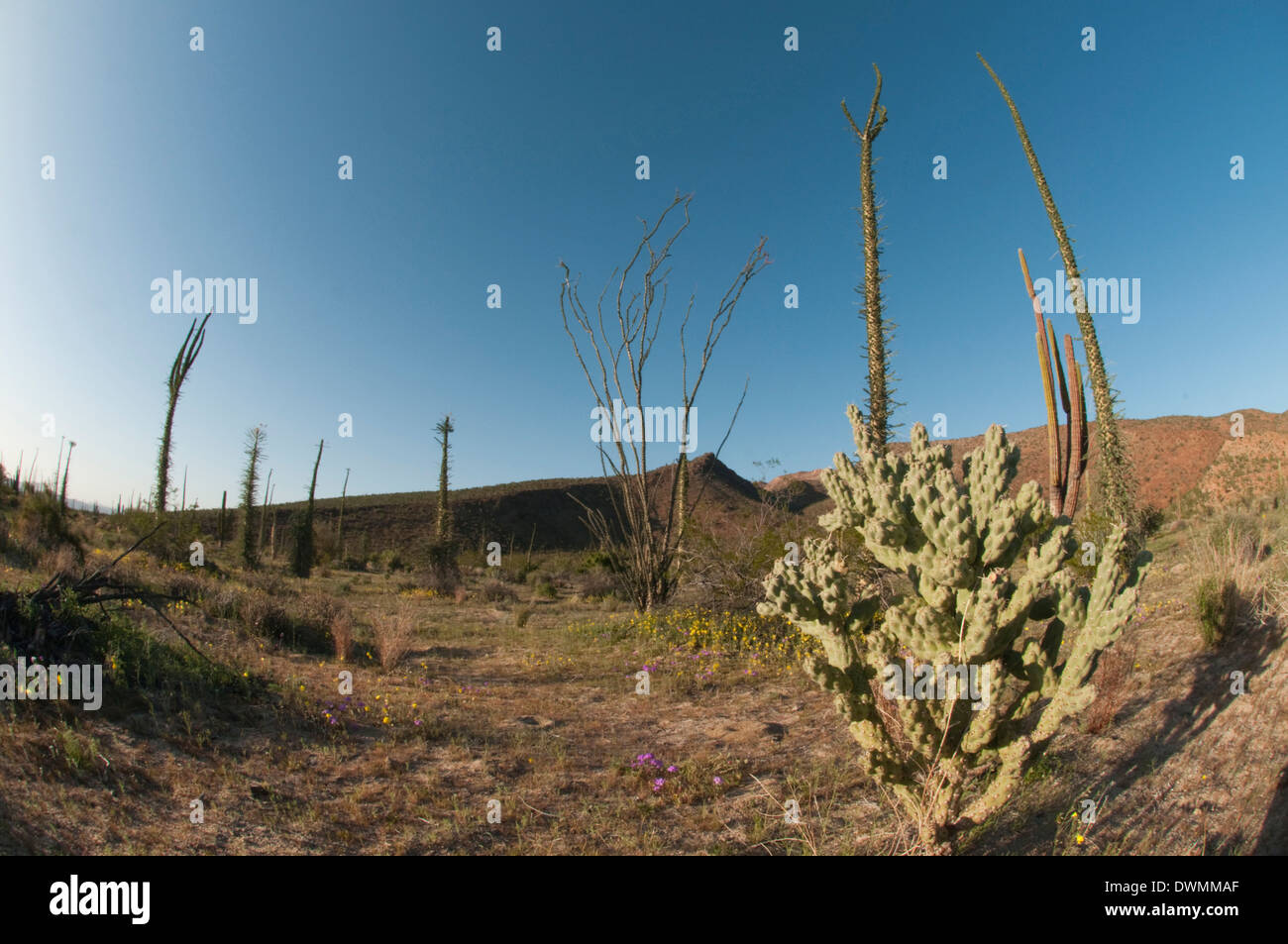 The boojum, a rare endemic cactus of the Baja peninsula, boojum (cirio ...