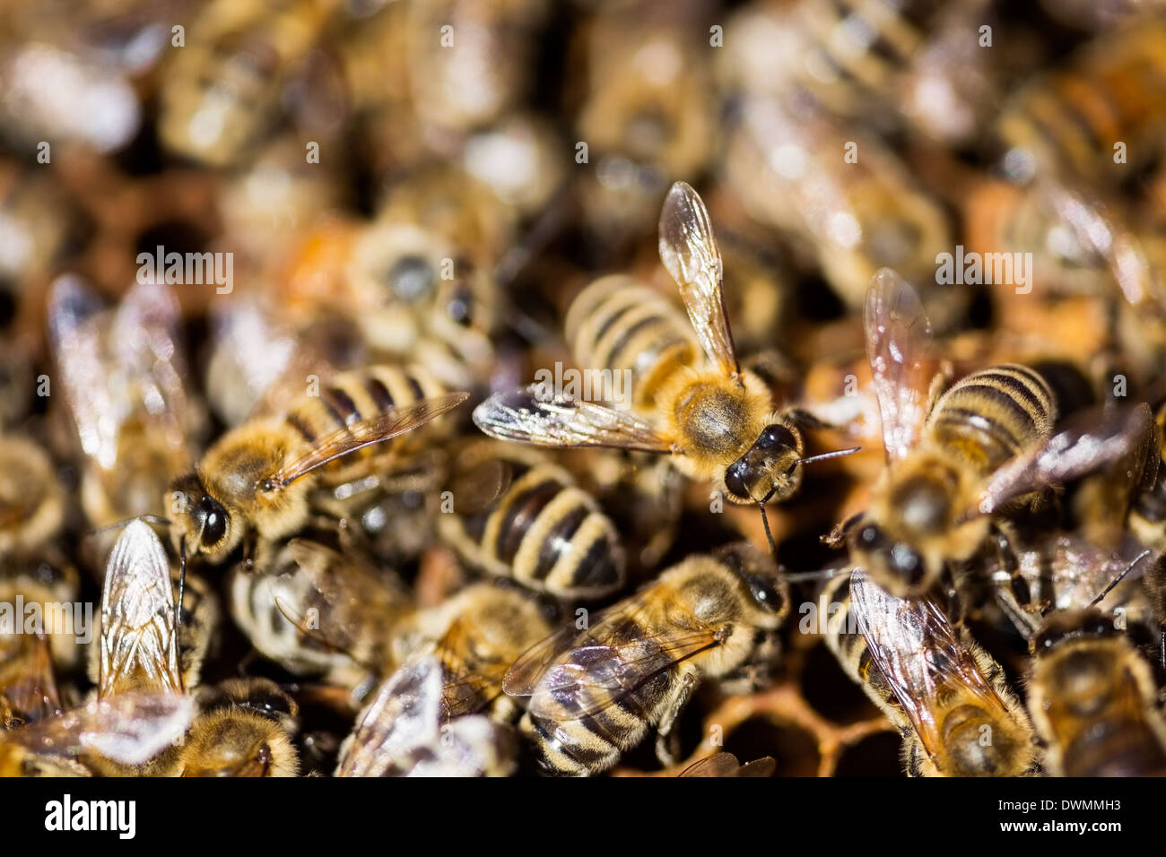 Swarming box hi-res stock photography and images - Alamy