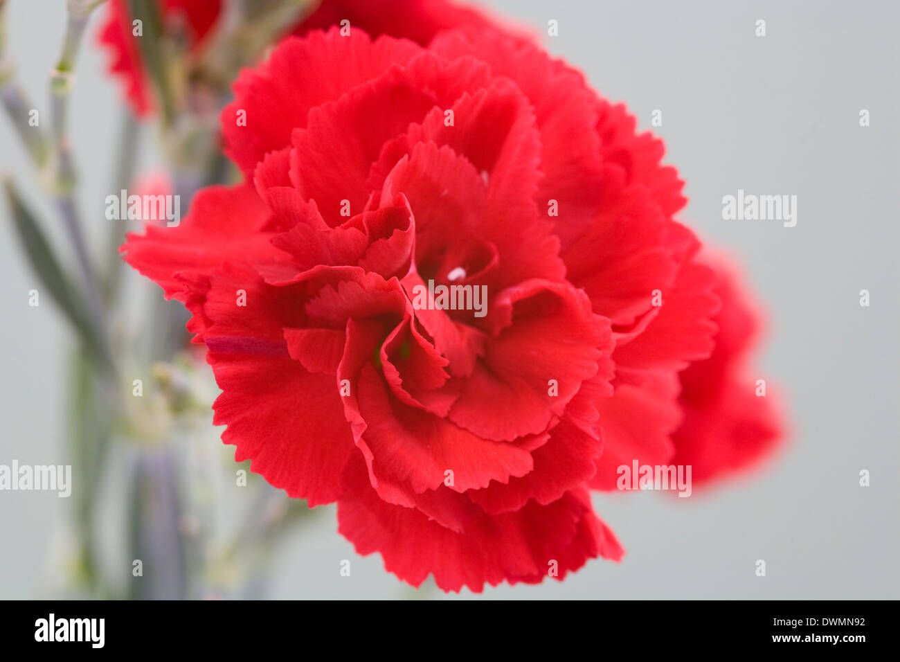 Dianthus spray hi-res stock photography and images - Alamy