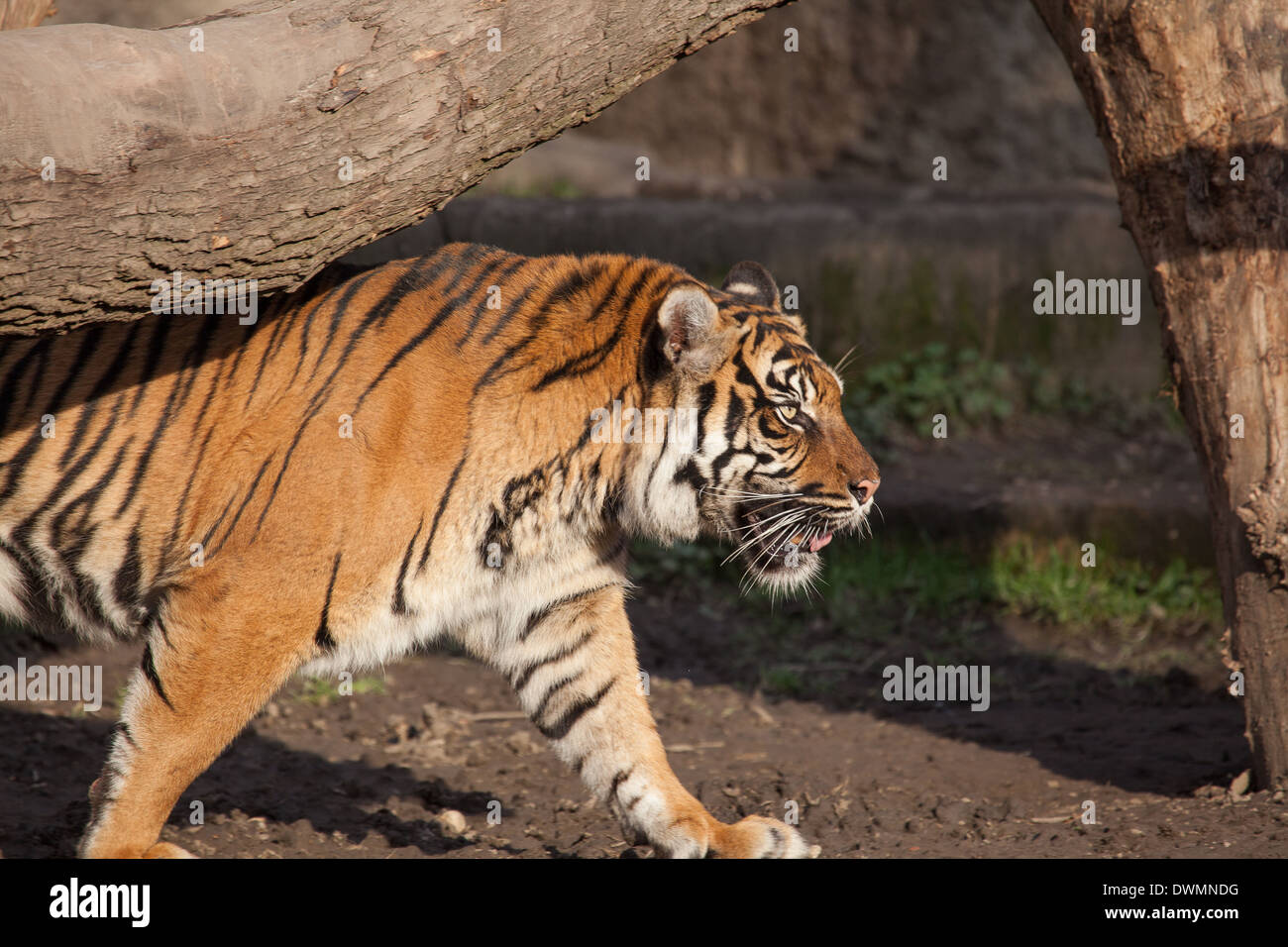Sumatran tiger predator hi-res stock photography and images - Alamy