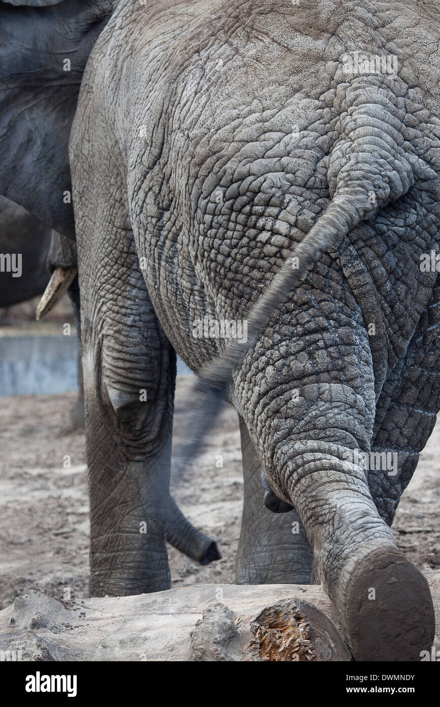 Gray elephant hi-res stock photography and images - Alamy
