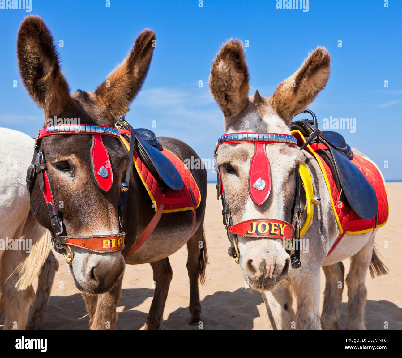 Donkeys on the beach, Skegness beach, Lincolnshire, England, United ...