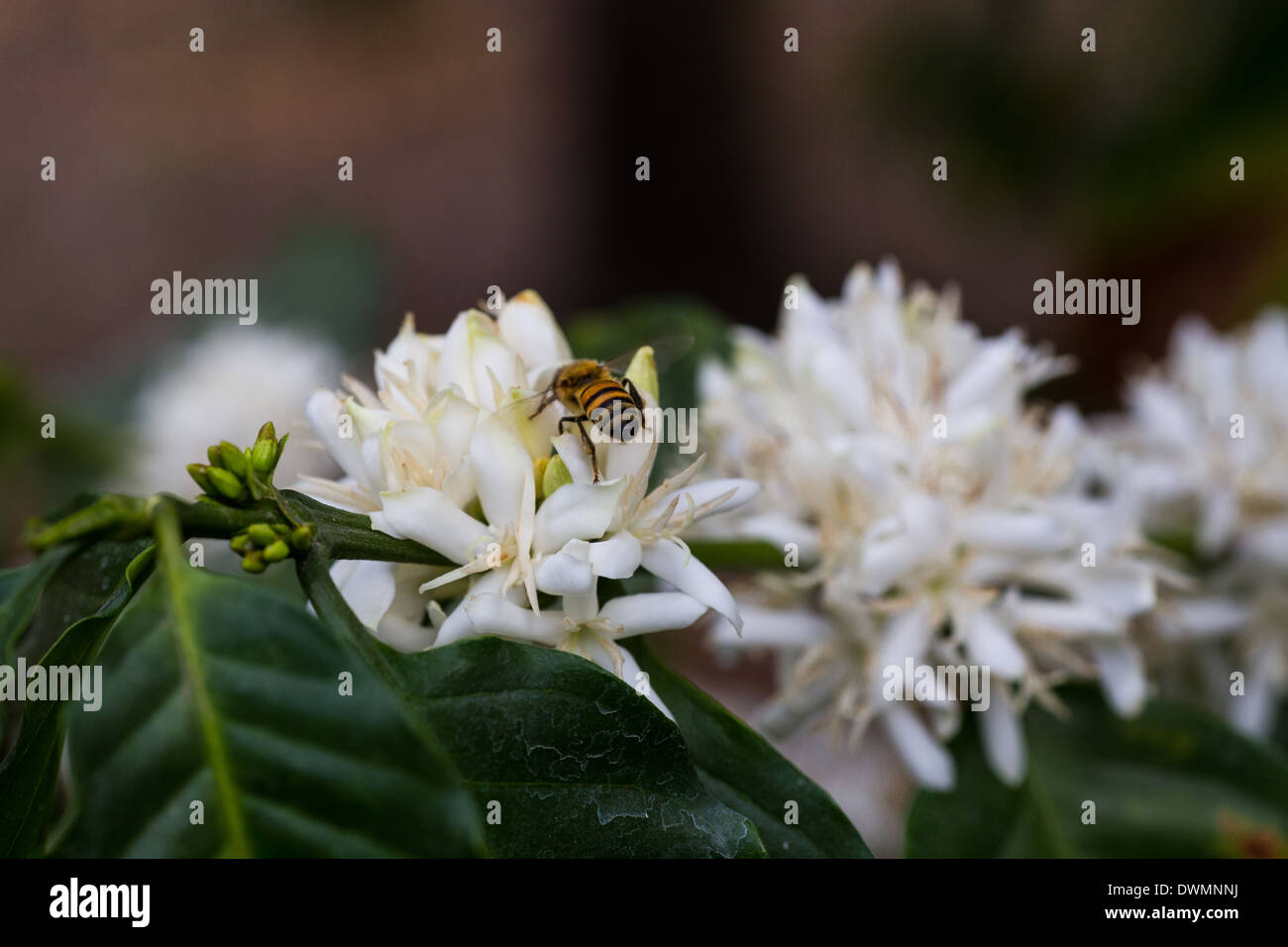 bee white flower Stock Photo - Alamy
