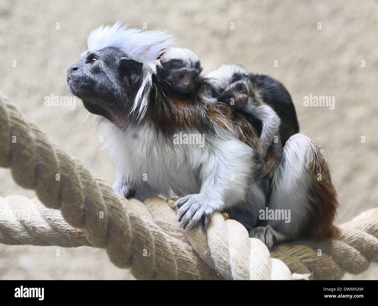 Cotton top tamarins father hi-res stock photography and images - Alamy