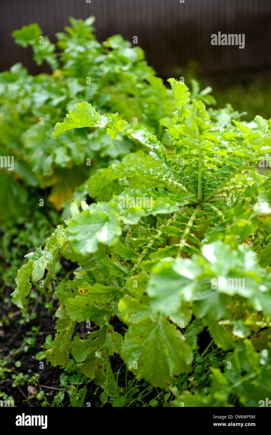 Green cabbage from top view with frozen leaves Stock Photo - Alamy