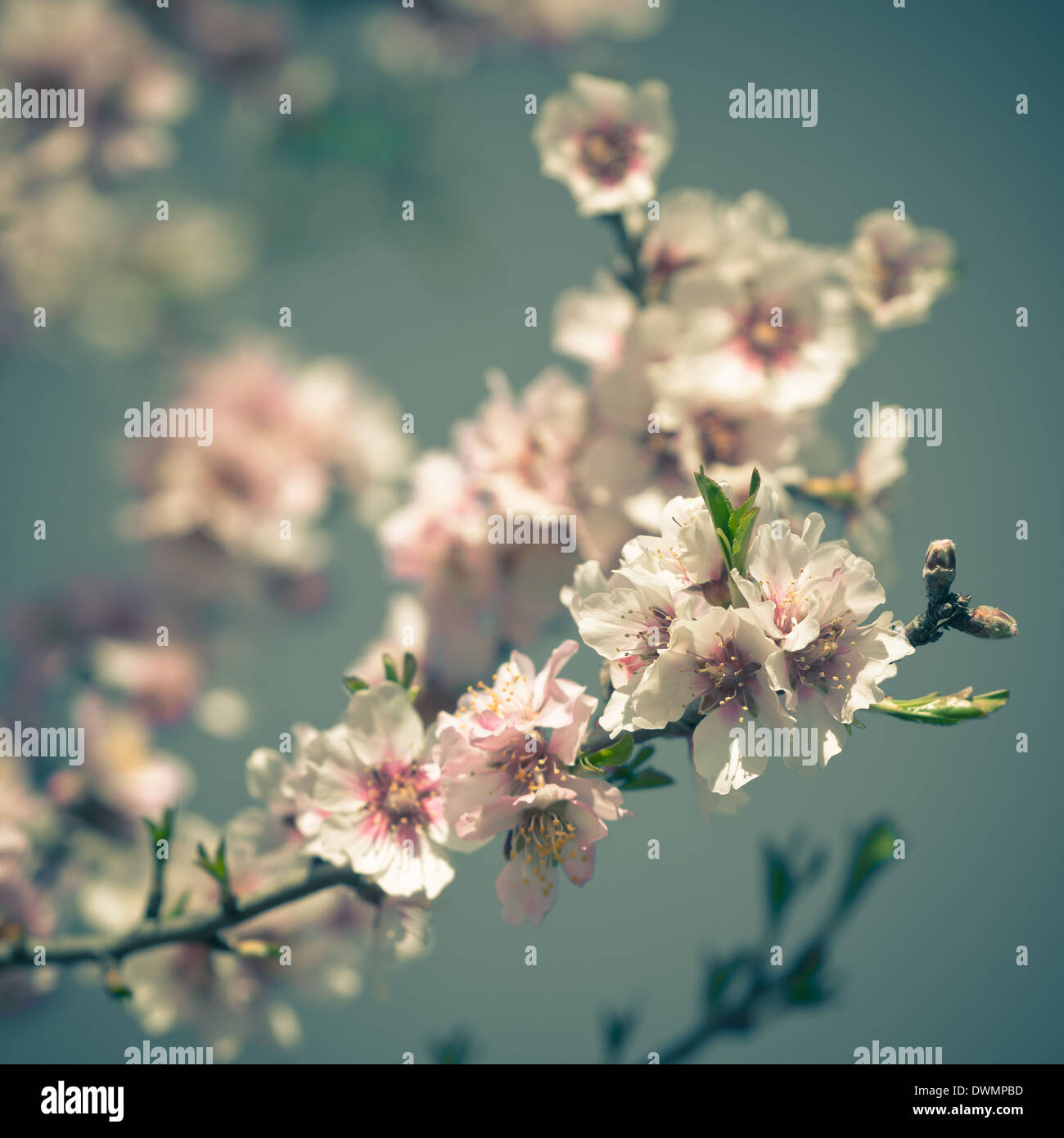 Instagram flowers hi-res stock photography and images - Alamy