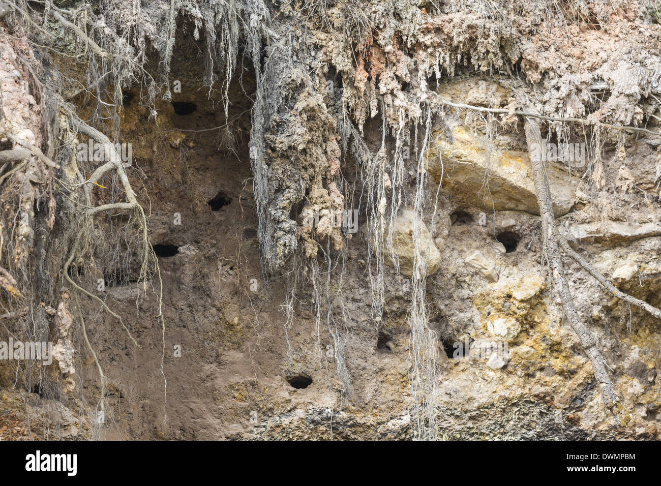Sand Martin characteristic nests in a Sandbrink Stock Photo - Alamy