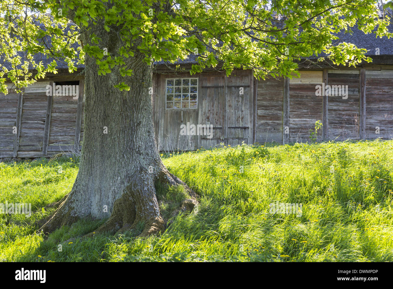 Old oak tree in the pasture at a weathered barn Stock Photo - Alamy