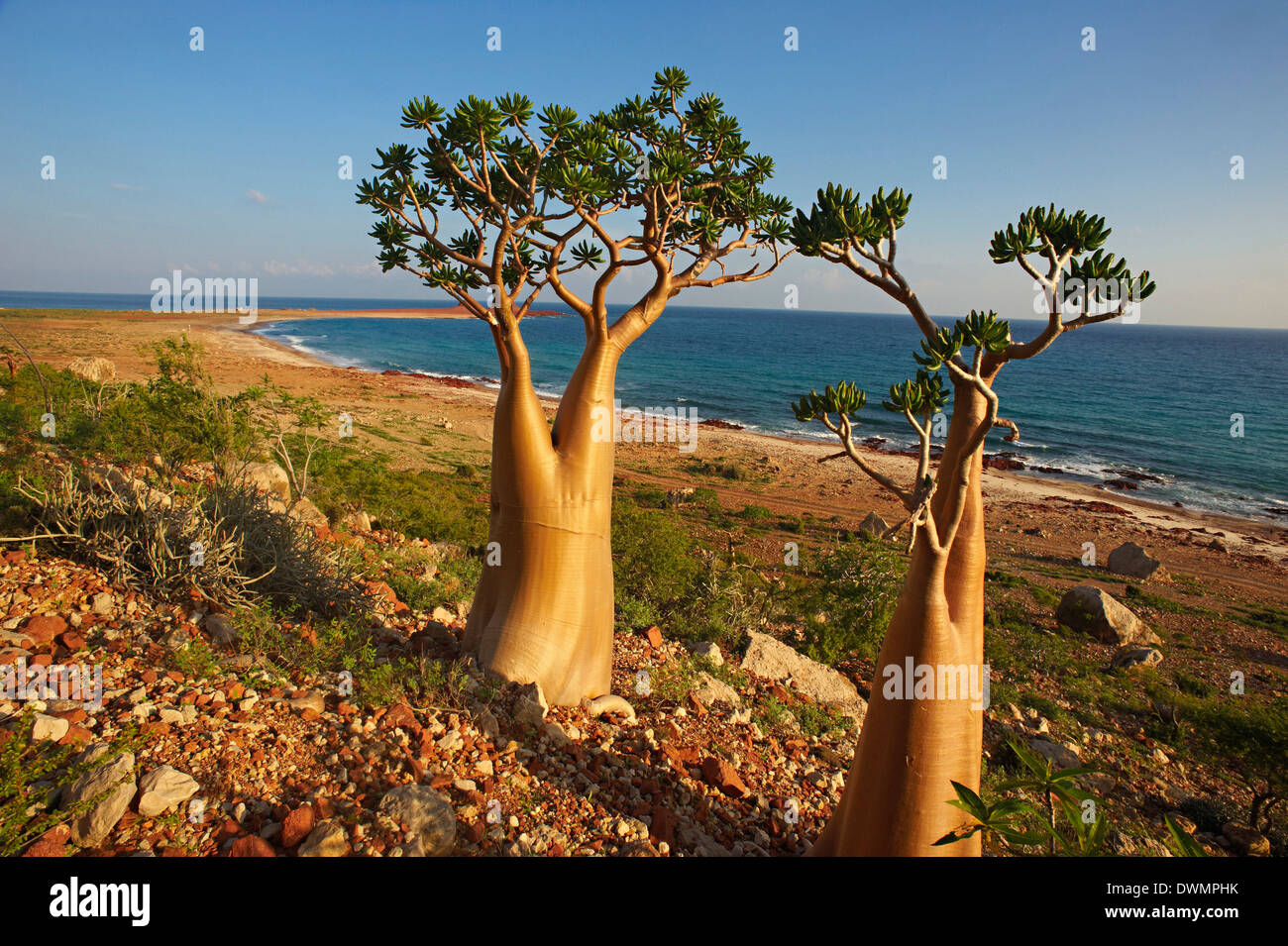 Rose of Desert (Adenium Obesum ssp. Sokotranum), Dihamri Beach, Socotra ...