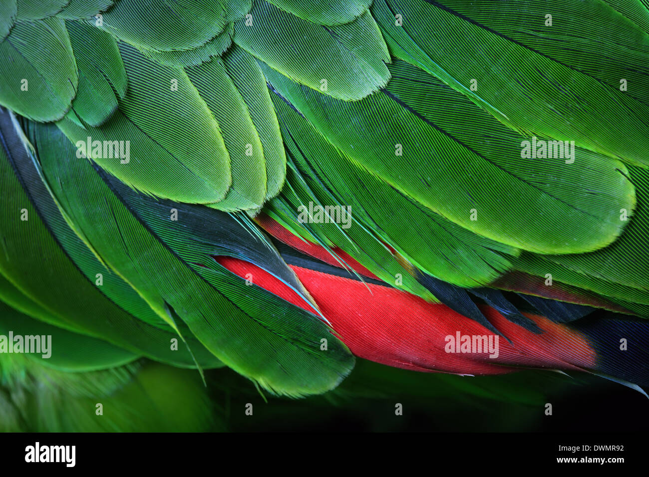 Parrot feathers close up hi-res stock photography and images - Alamy