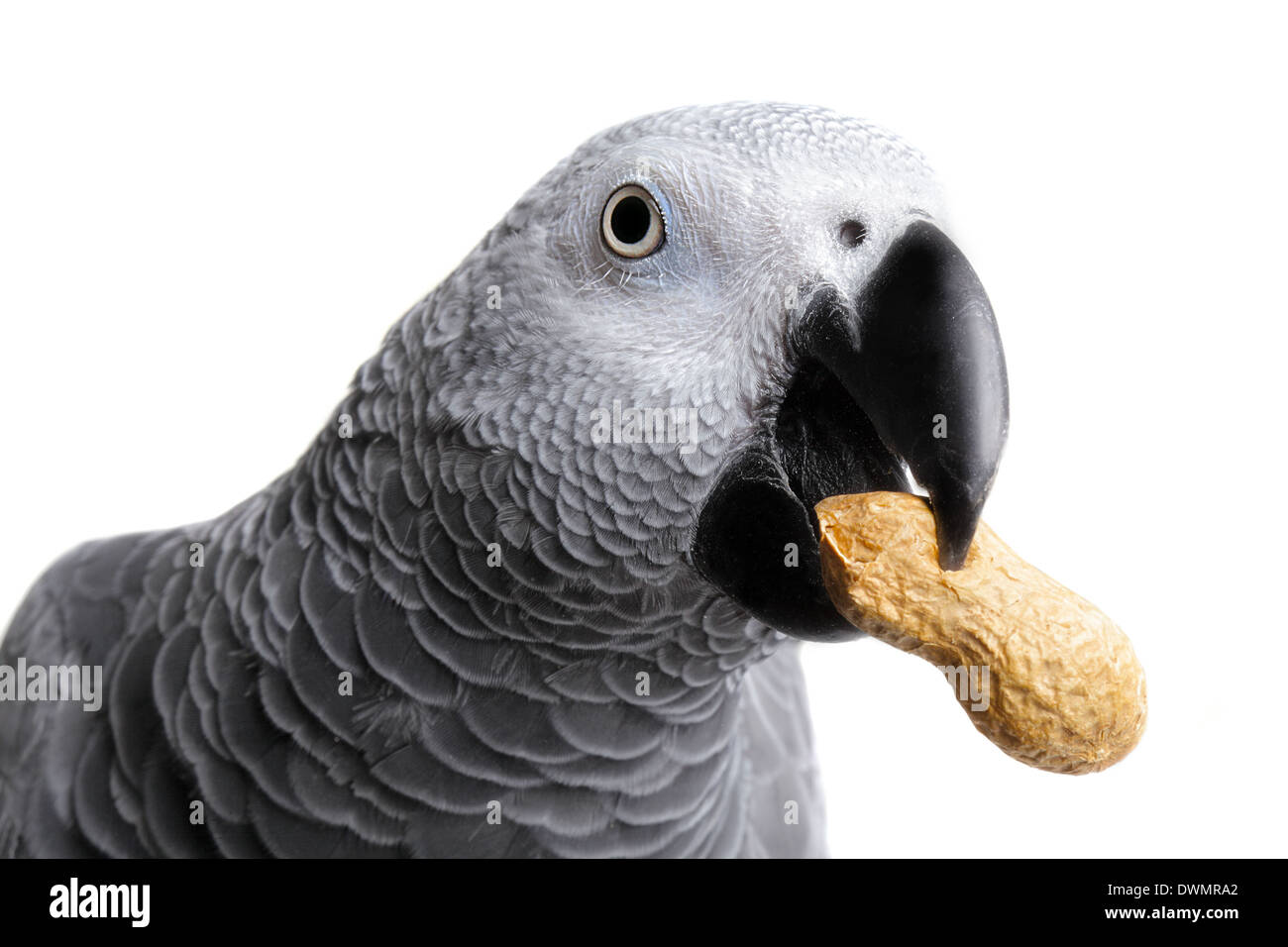 African Grey Parrot on white Stock Photo - Alamy