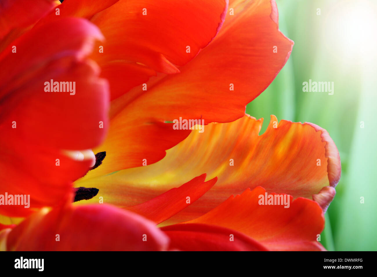 Detailed image of a red tulip Stock Photo - Alamy