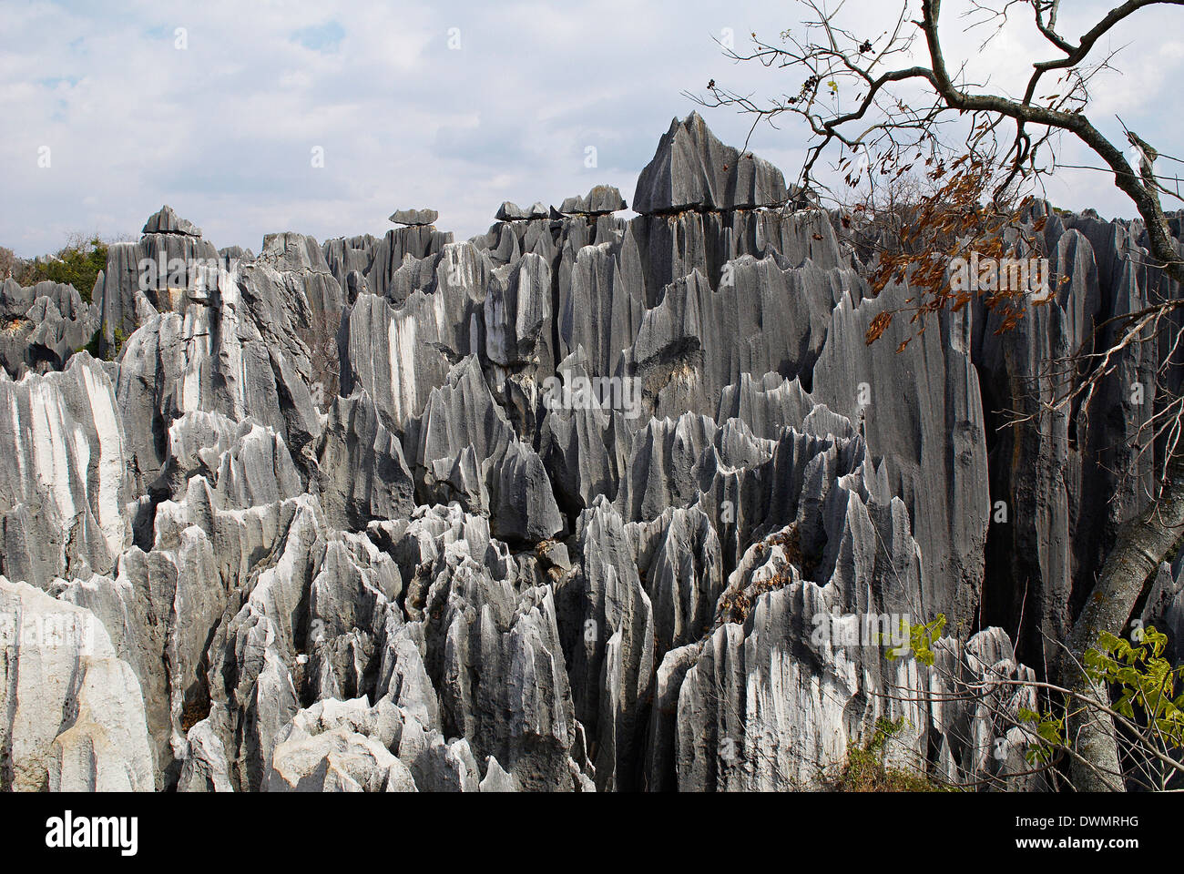 Limestone pinnacles in Shilin, Stone Forest, at Lunan, Yunnan, China ...