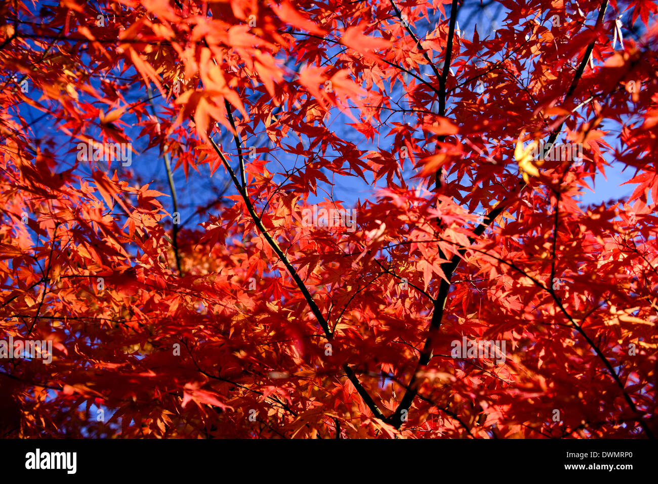 Japanese Red Maple Tree Stock Photo - Alamy