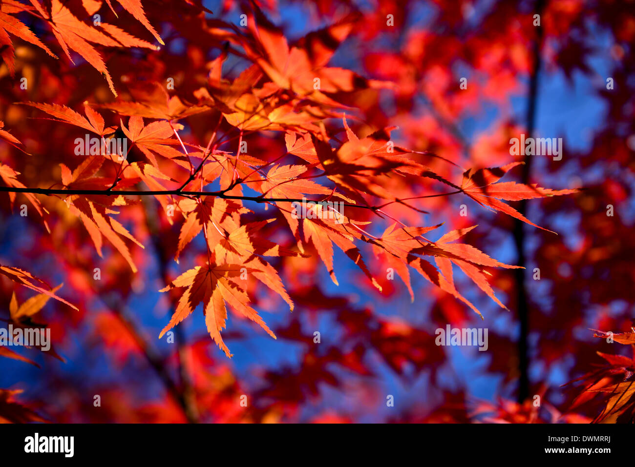Japanese Red Maple Tree Stock Photo - Alamy