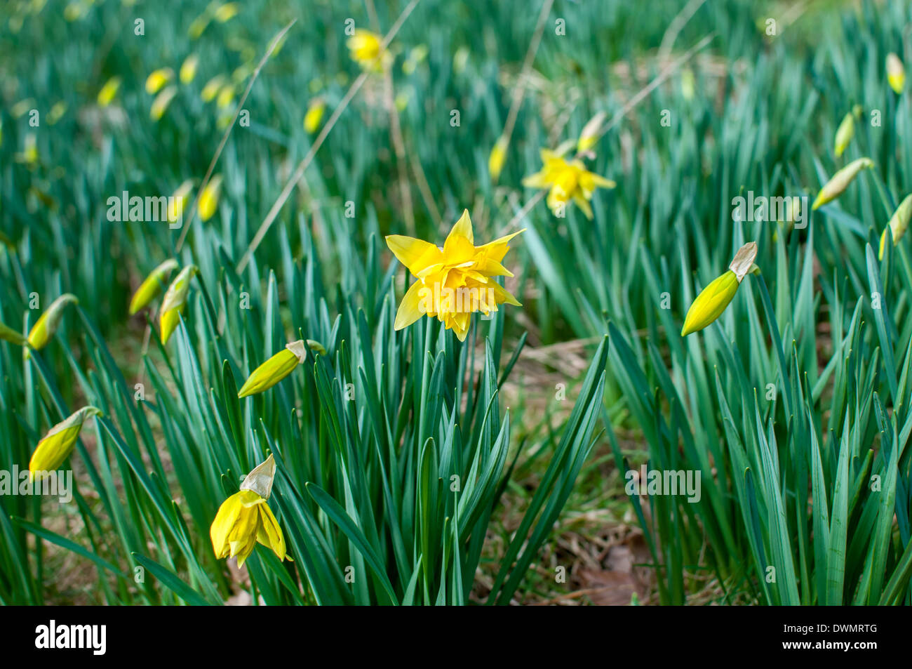 Colour Of Spring Stock Photo - Alamy