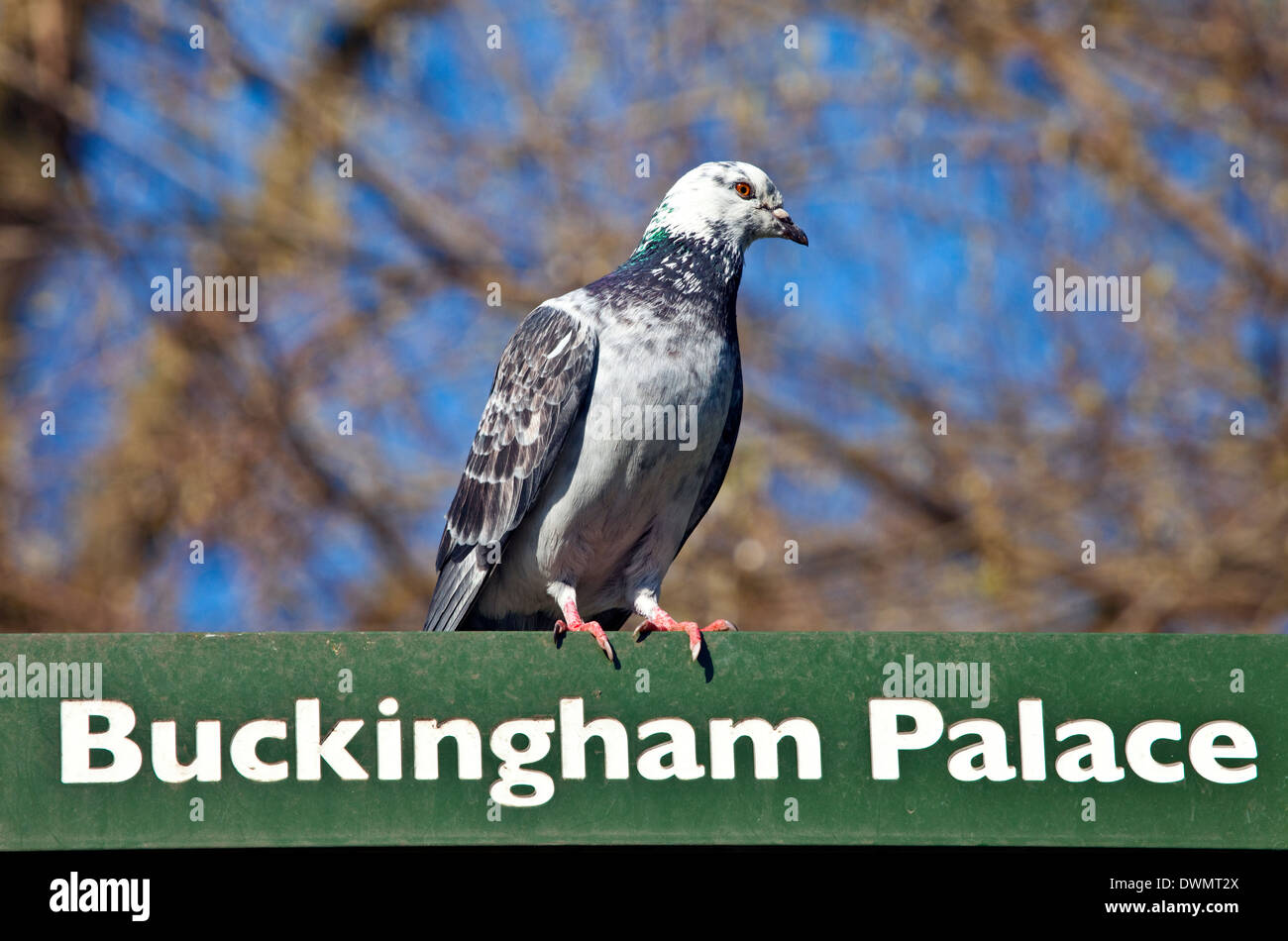 A pigeon on a Buckingham Palace' Signpost in London's St. James's Park ...