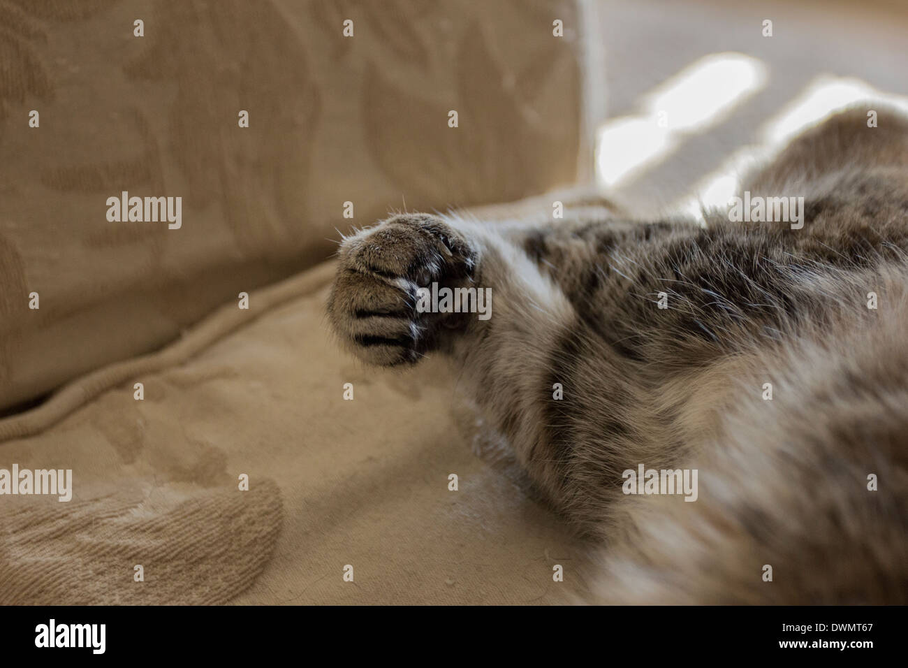 Curled fur hi-res stock photography and images - Alamy