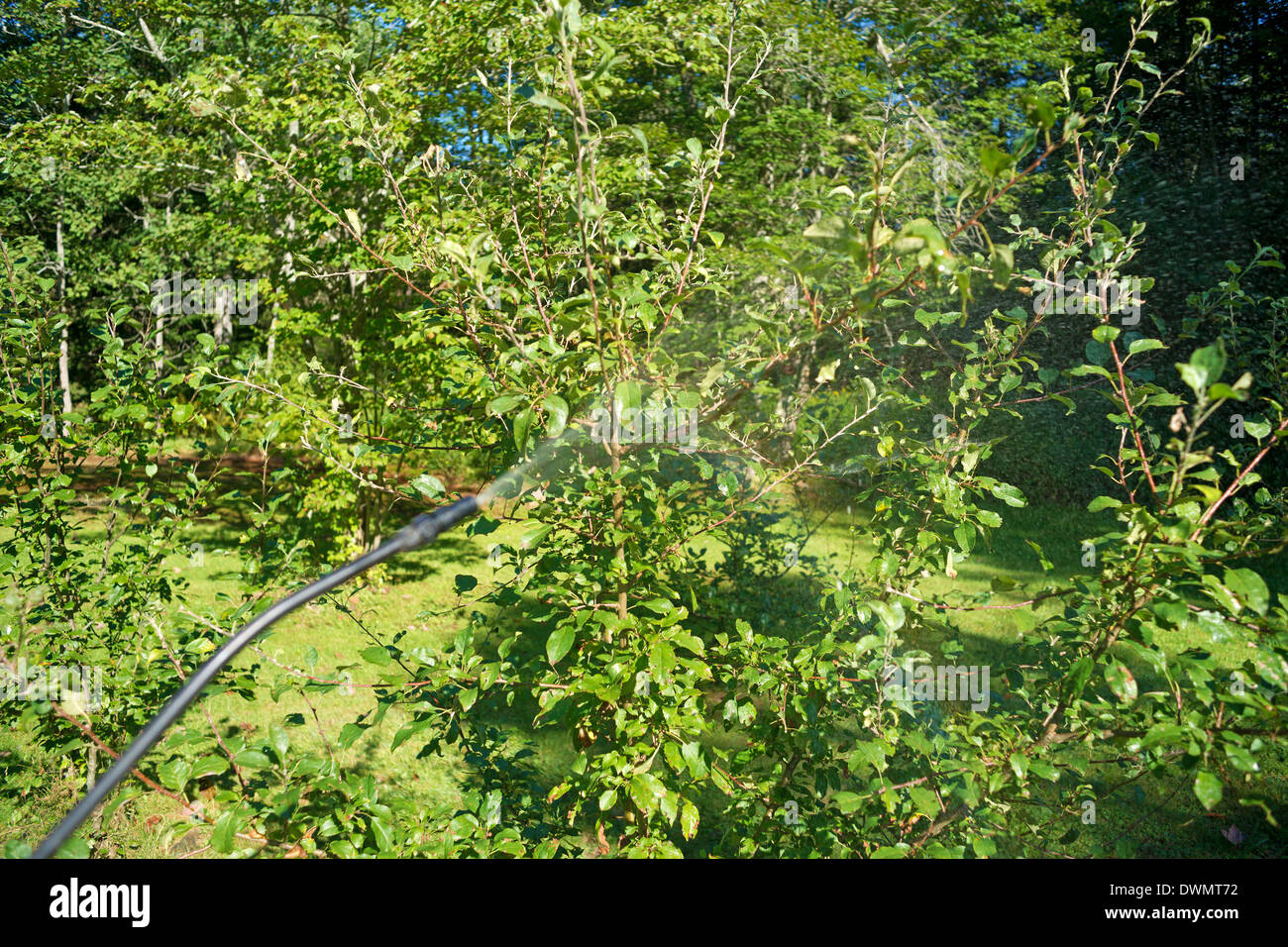 A mist of pesticides being applied to an apple tree in the summertime ...