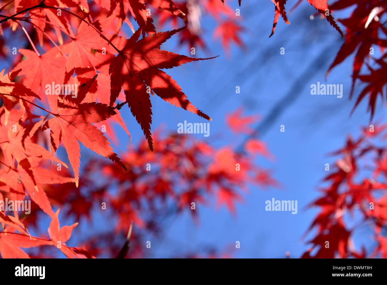 Japanese Red Maple Tree Stock Photo - Alamy