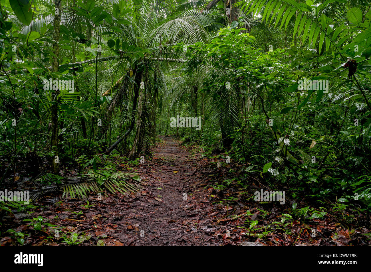 Amazon rain forest humid hi-res stock photography and images - Alamy