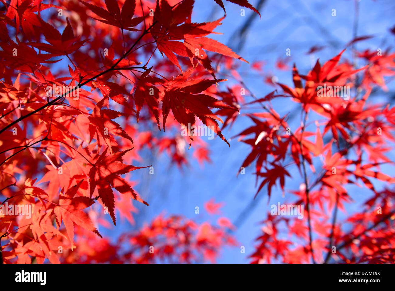 Japanese Red Maple Tree Stock Photo - Alamy