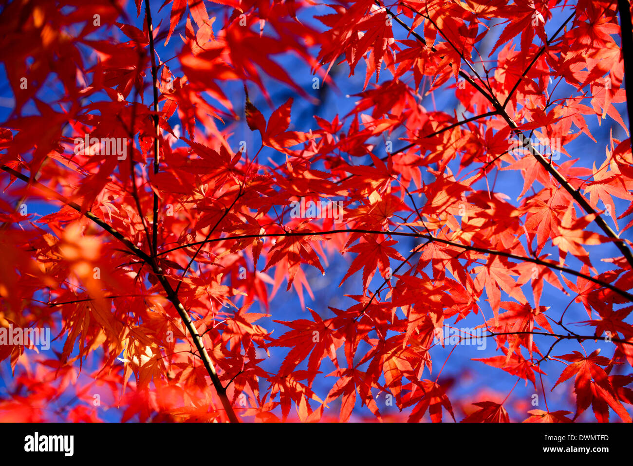 Japanese Red Maple Tree Stock Photo - Alamy