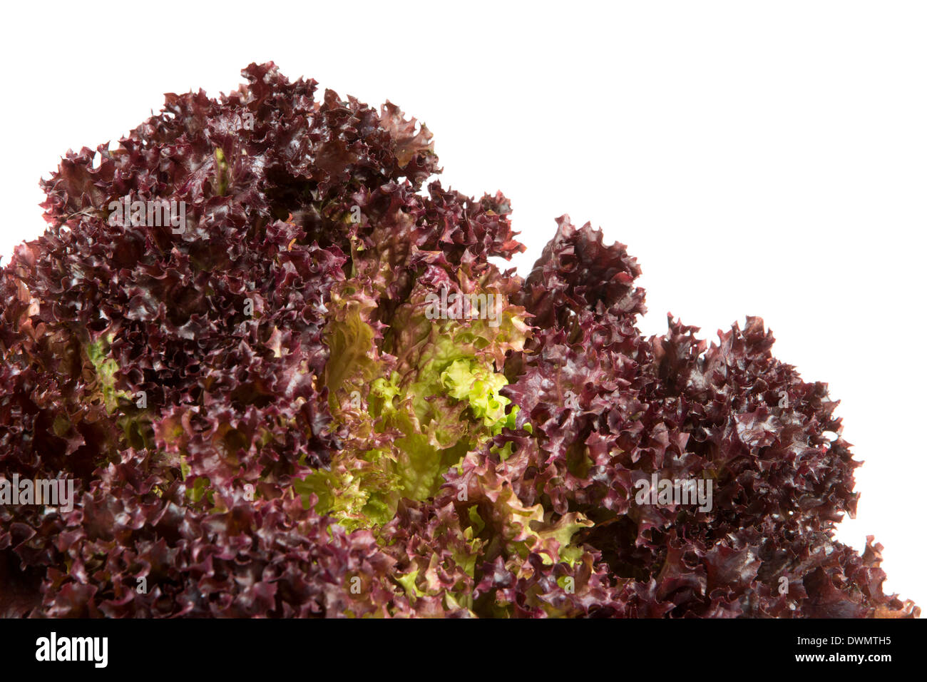 Isolated fresh lollo rosso (batavia lettuce) salad Stock Photo - Alamy