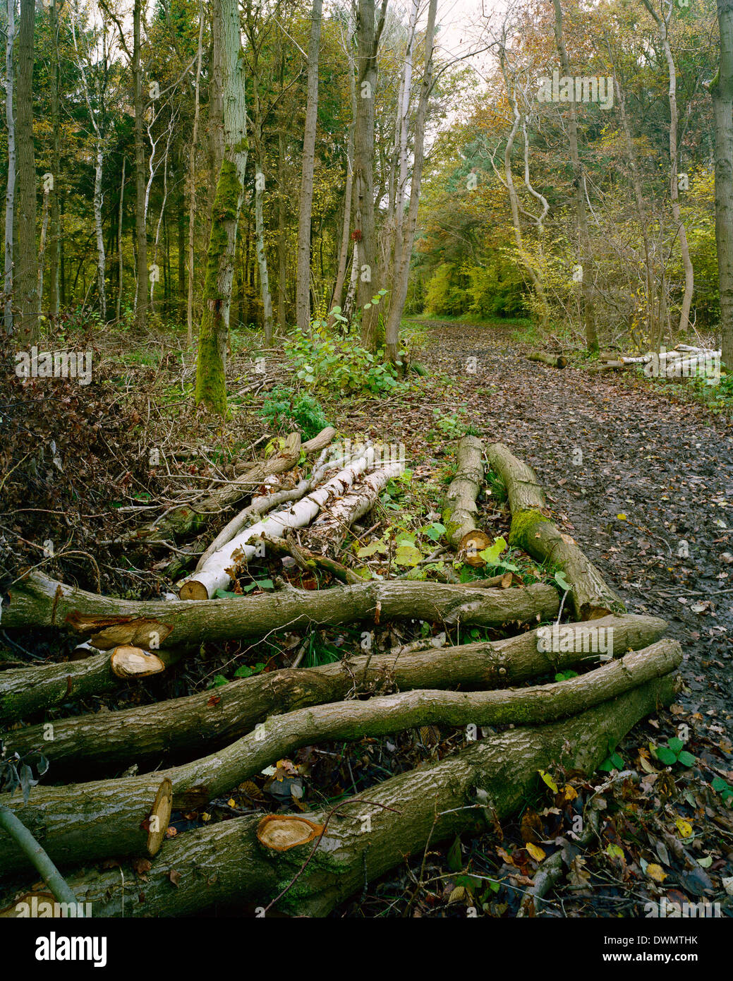 Gamlingay High Resolution Stock Photography and Images - Alamy