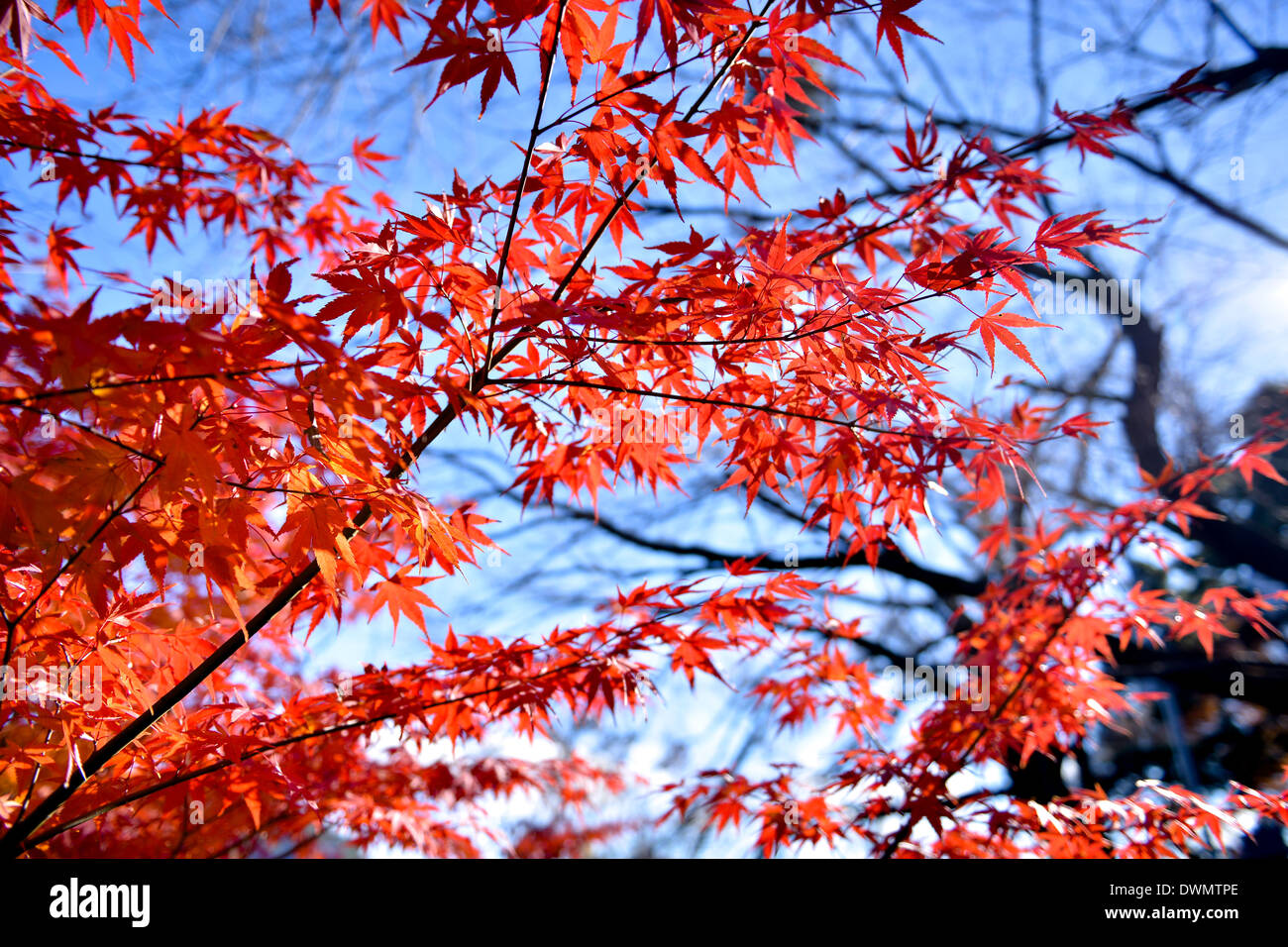 Japanese Red Maple Tree Stock Photo - Alamy